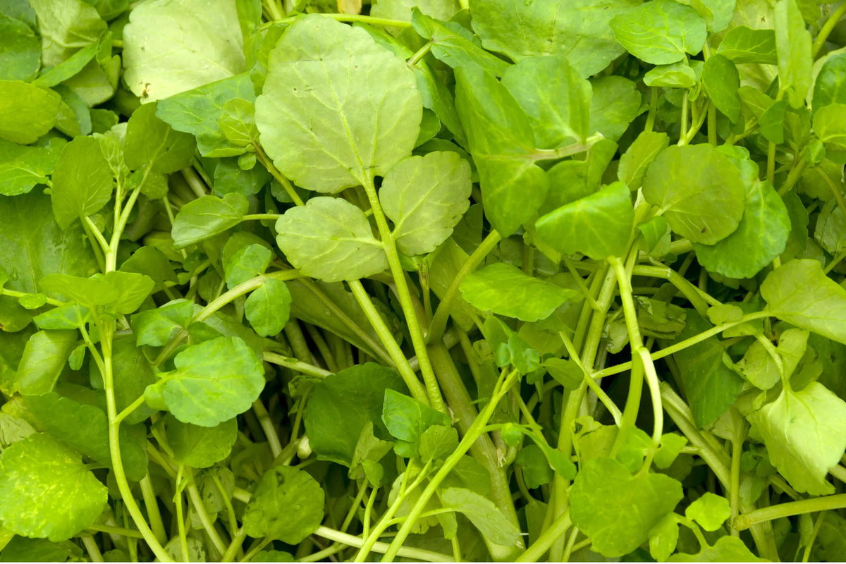Watercress Health Benefits for Daily Wellness – Secrets Of The Tribe